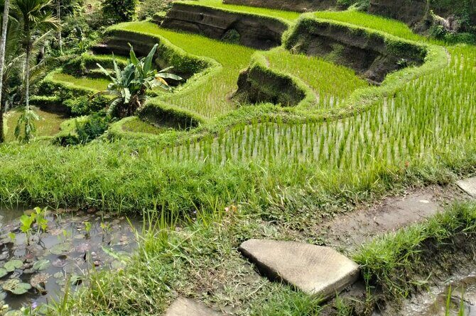 Ubud Explorer Private Day Tour - Frequently Asked Questions