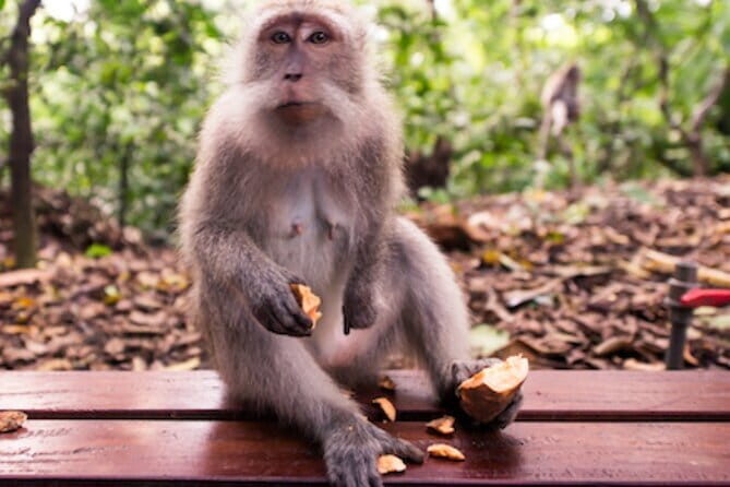 Ubud Full Day Private Tour with All Inclusive - Key Points