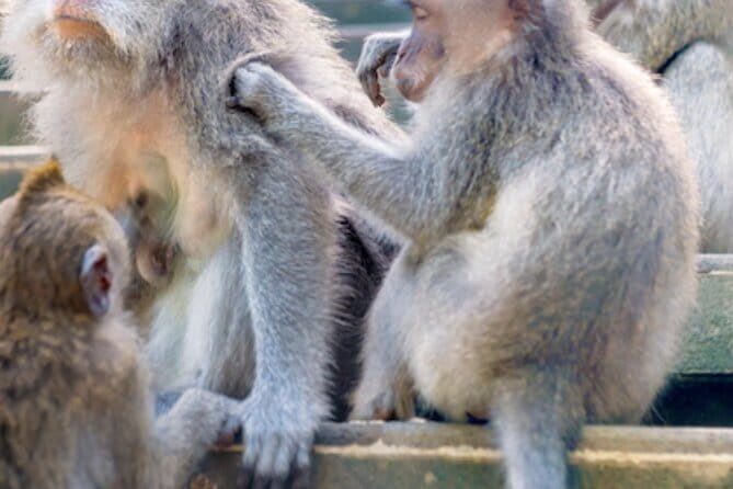 Ubud Full Day Private Tour with All Inclusive - Exploring Bali’s Natural and Cultural Gems