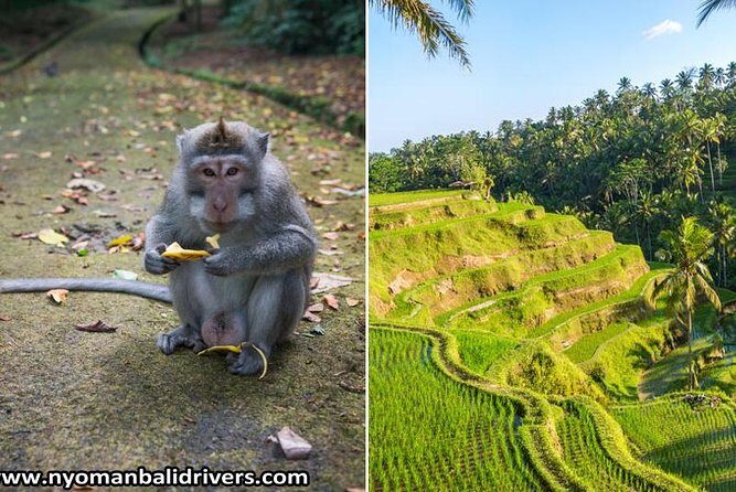 Ubud Full Day Tour - What to Expect from the Ubud Full Day Tour