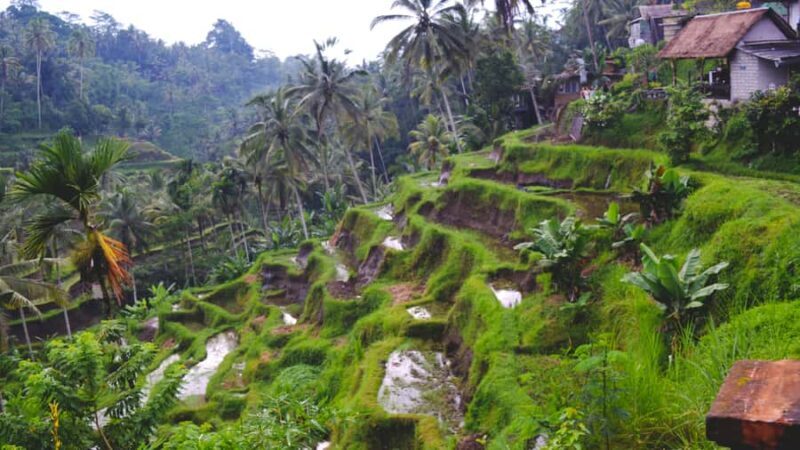 Ubud Full-Day Tour: Rice Terrace, Jungle Swing & Waterfalls - Key Points