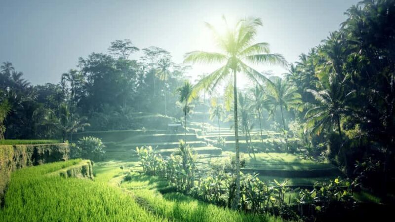Ubud Full-Day Tour: Rice Terrace, Jungle Swing & Waterfalls - Frequently Asked Questions