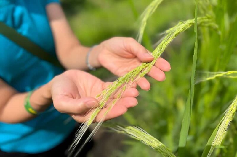 Ubud Half-Day: Rice Fields, Batuan Kaler Temple & Waterfall - The Value Proposition