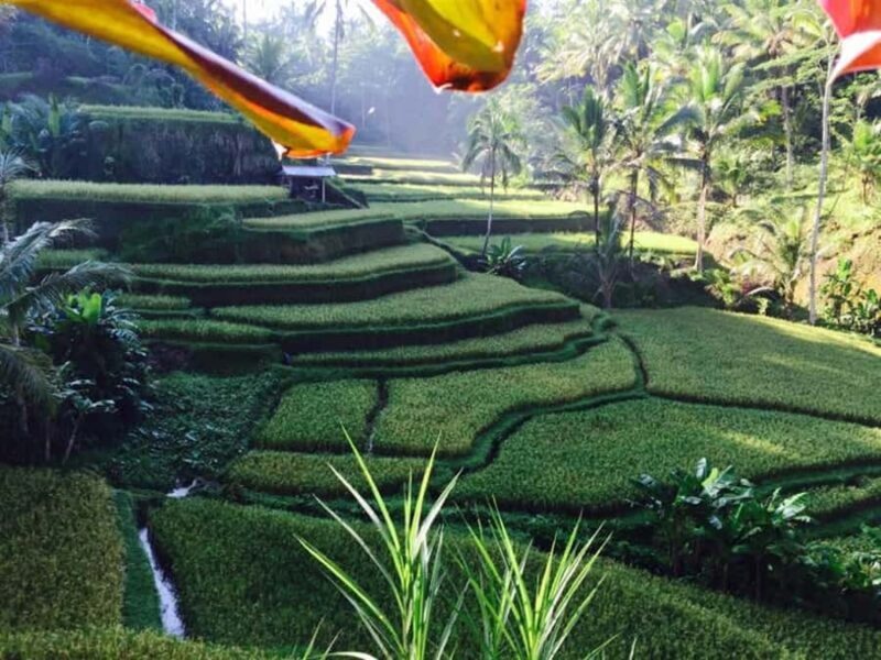 Ubud: Hidden Waterfall, Rice Terrace & Ulun Danu Temple Tour - The Value of a Private Guide and Flexible Schedule