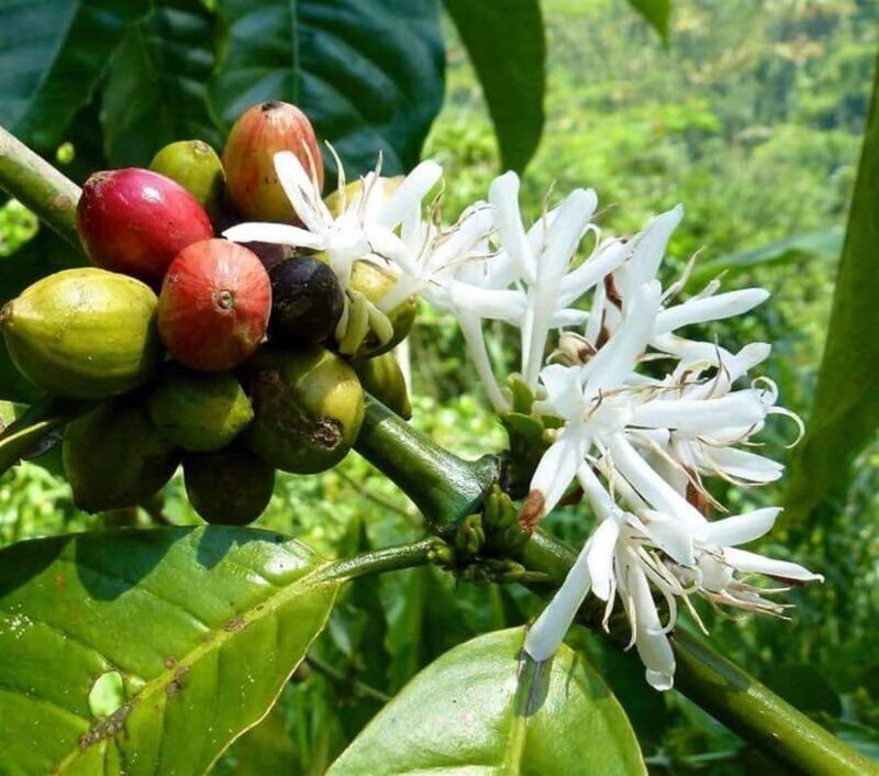 Ubud: Hidden Waterfall, Rice Terrace & Ulun Danu Temple Tour - Authentic Experiences and Honest Insights