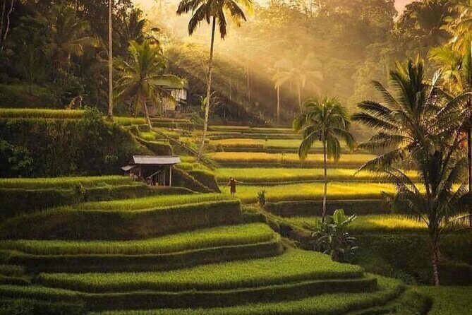 Ubud Highlight Private Tour with Transfer - Key Points