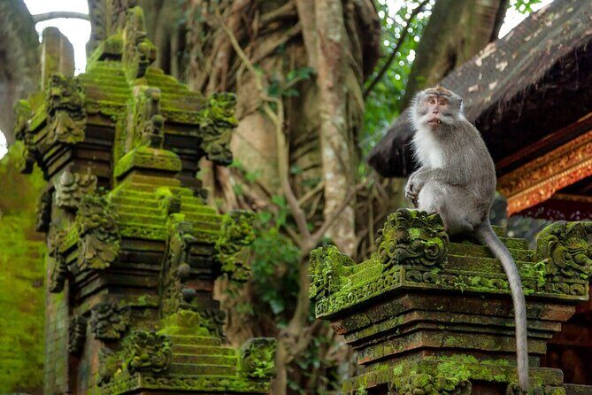 Ubud Highlights Rice Terraces, Temple, Waterfall & Monkeys forest - Who Should Consider This Tour?