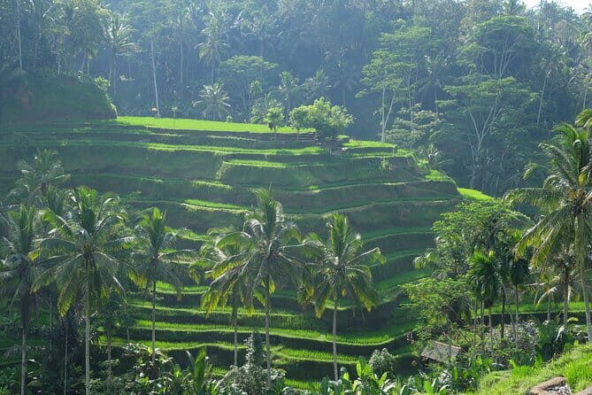 Ubud Highlights Tour ( Private All-Inclusive ) - Final Thoughts: Is This Tour Right for You?