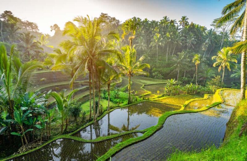 Ubud: Highlights Tour with Soul Purification at Tirta Empul - Detailed Breakdown of the Itinerary