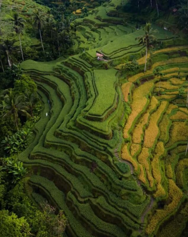 Ubud Highlights Tours Customized With Private Driver & Guide - Exploring Ubud’s Highlights: What to Expect