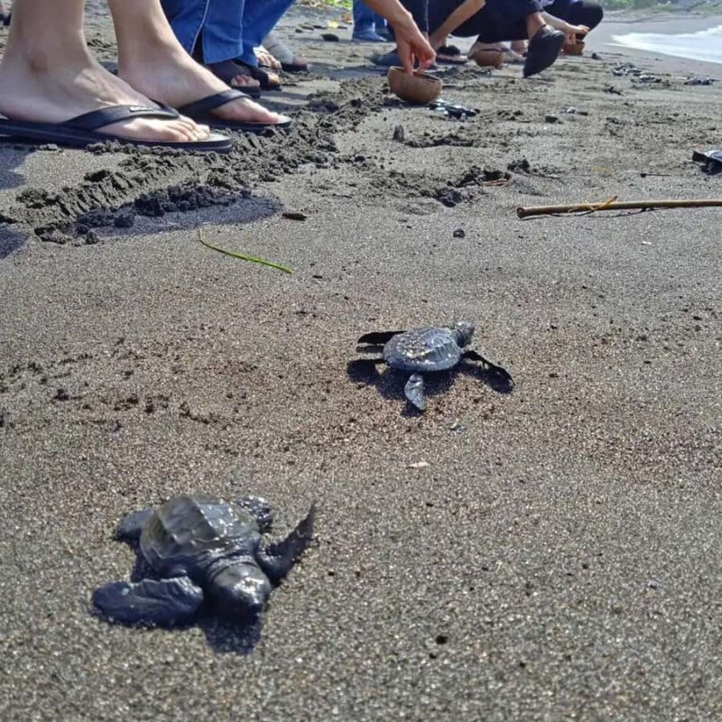 Ubud: Horse Ride, Turtle Conservation Visit & Waterfall Tour - FAQ