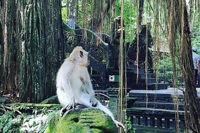 Ubud iconic waterfall and temple tours - Key Points