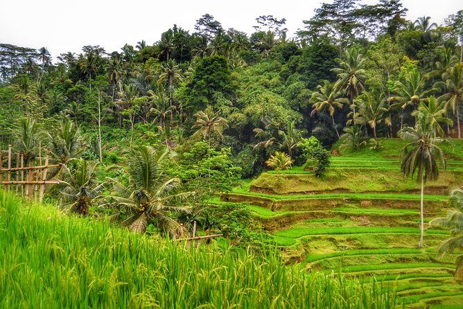 Ubud Kintamani Private Tour - FAQ