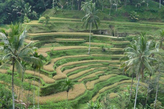 Ubud Kintamani Tour - Who Would Love This Tour?