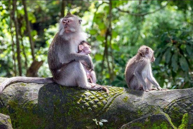 Ubud, Kintamani Volcanos Bali tour - The Long But Rewarding Day