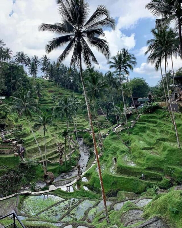 Ubud: Monkey Forest and Pakudui Rice Terrace Tour - What Travelers Say