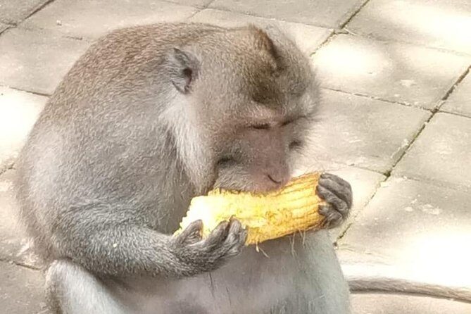 Ubud Monkey Forest And Waterfall Private Day Trip. - Key Points