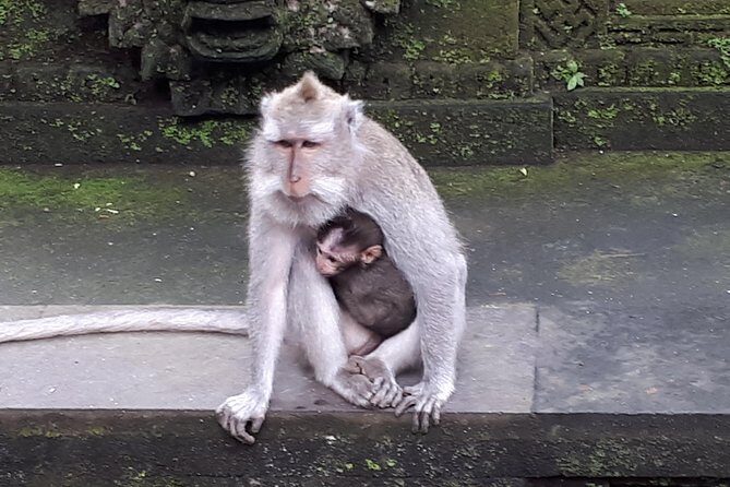 Ubud Monkey Forest And Waterfall Private Day Trip. - Who Is This Tour Best For?