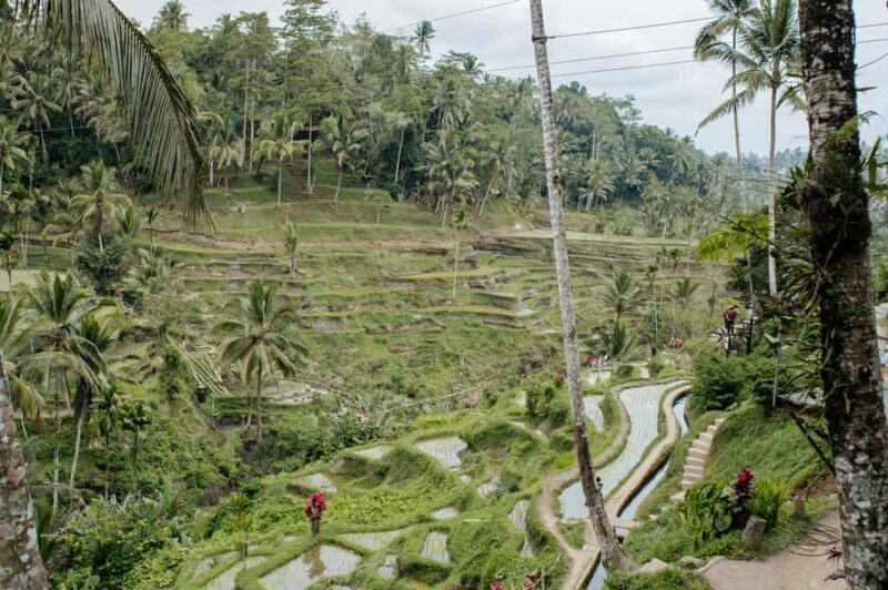 Ubud: Monkey Forest, Ceking Rice Terraces and More Full Day - In-Depth Look at the Highlights