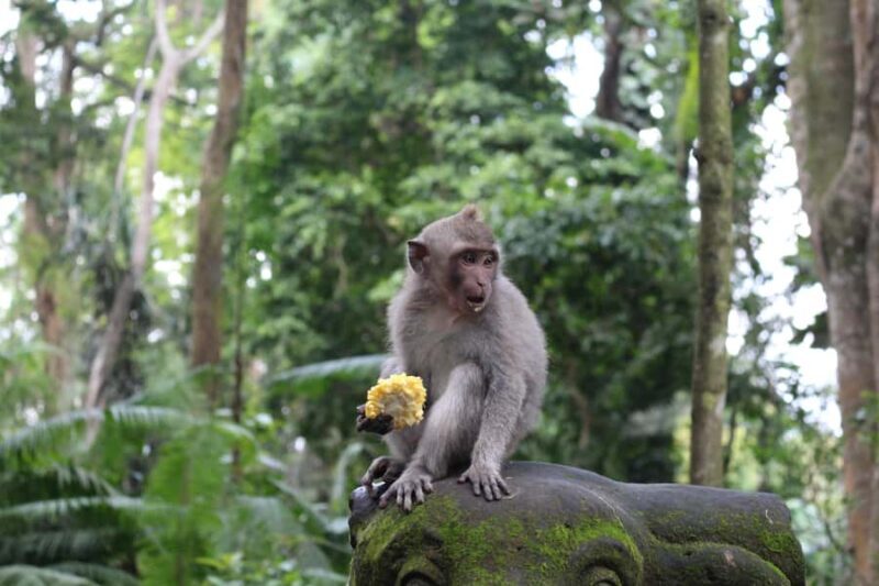 Ubud: Monkey Forest, Rice Terrace, and Waterfall - Key Points