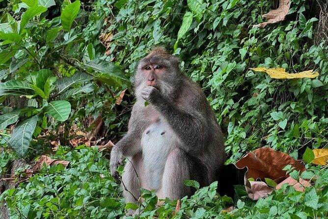 Ubud Monkey Forest - Rice Terrace - Jungle Swing - Water Temple - What’s Included and How It Adds to Your Experience