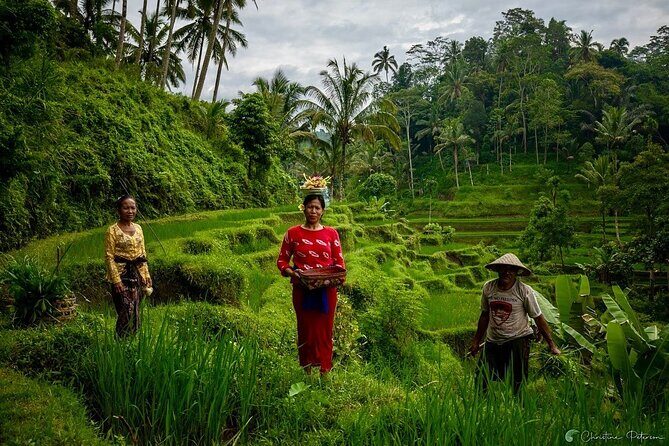 Ubud Monkey Forest - Rice Terrace - Jungle Swing - Water Temple - Value and Price Analysis