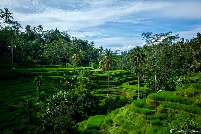 Ubud Monkey Forest - Rice Terrace - Jungle Swing - Water Temple - Authenticity and Overall Experience