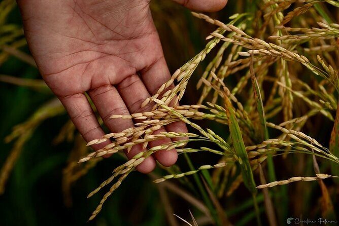 Ubud Monkey Forest - Rice Terrace - Jungle Swing - Water Temple - Who Would Enjoy This Tour?