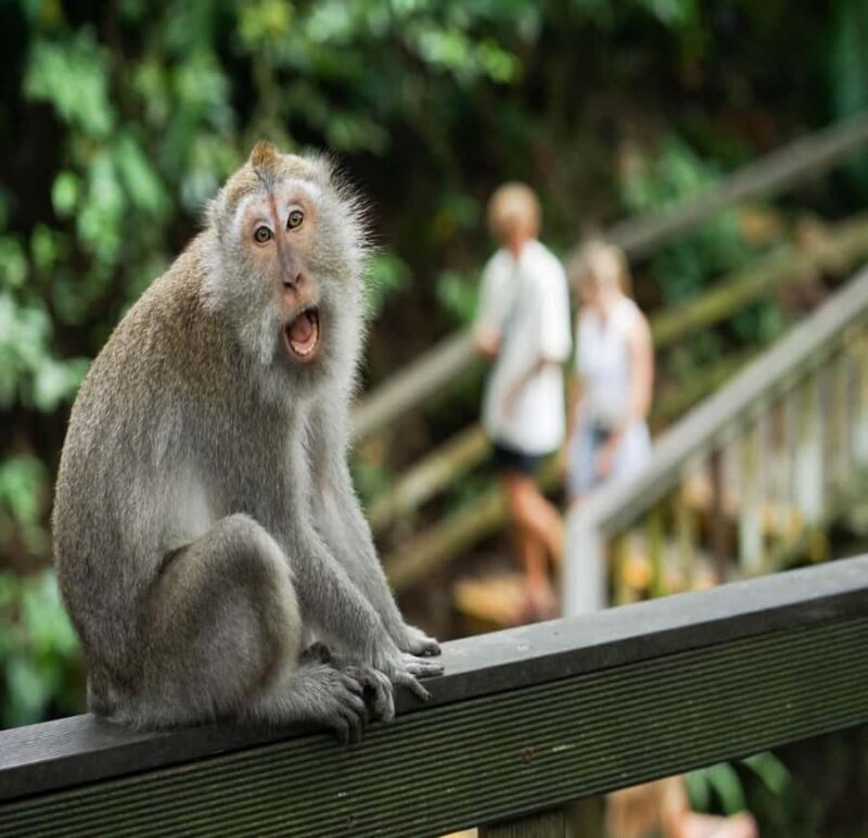 Ubud: Monkey Forest, Rice Terrace ticket included - A Detailed Look at the Ubud Tour Experience