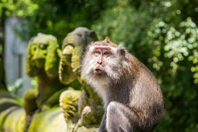 Ubud: Monkey Forest, Rice Terraces & Art Craft Village Tour - Sacred Monkey Forest Sanctuary