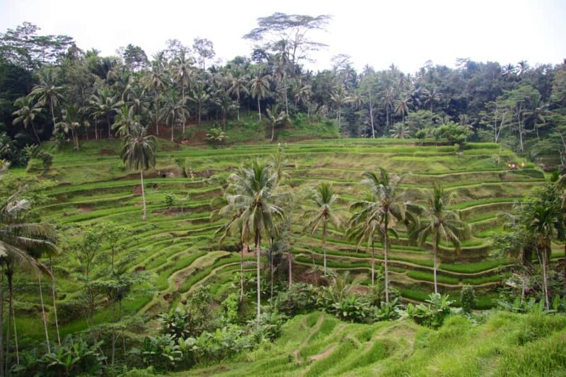 Ubud: Monkey Forest, Rice Terraces & Art Craft Village Tour - Practical Details and Comfort