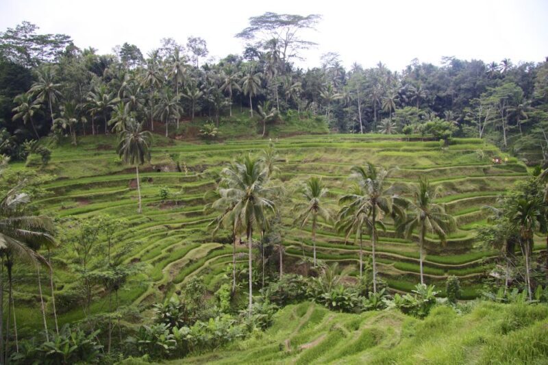 Ubud: Monkey Forest, Rice Terraces & Art Craft Village Tour - The Sum Up