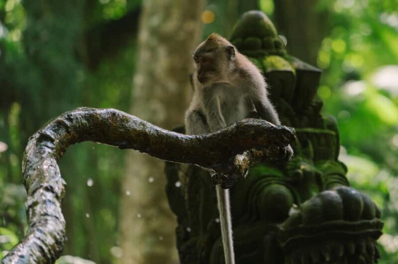 Ubud, Monkey forest, Riceterace Waterfall, Purification - A Deep Dive into the Day’s Highlights