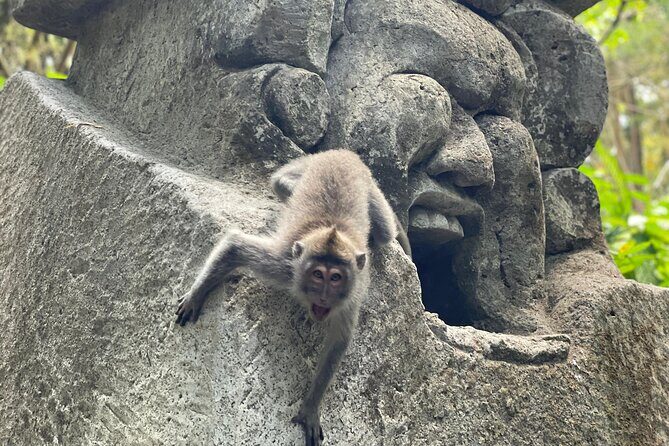 Ubud Monkey Forest Sanctuary Entrance Ticket All Inclusive - Exploring the Ubud Monkey Forest: What You Can Expect