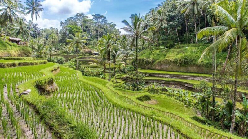 Ubud: Monkey Forest, Tegalalang, Tirta Empul, Waterfall Tour - Key Points