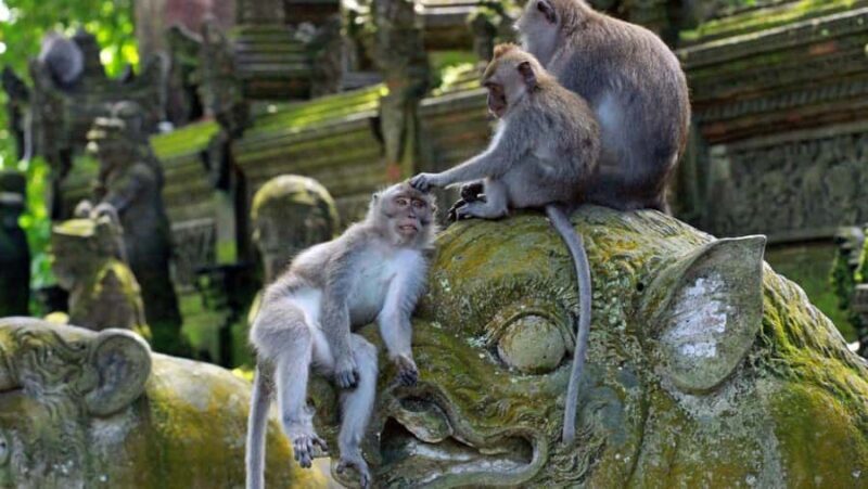 Ubud: Monkey Forest, Tegalalang, Tirta Empul, Waterfall Tour - Detailed Review of the Ubud Highlights Tour
