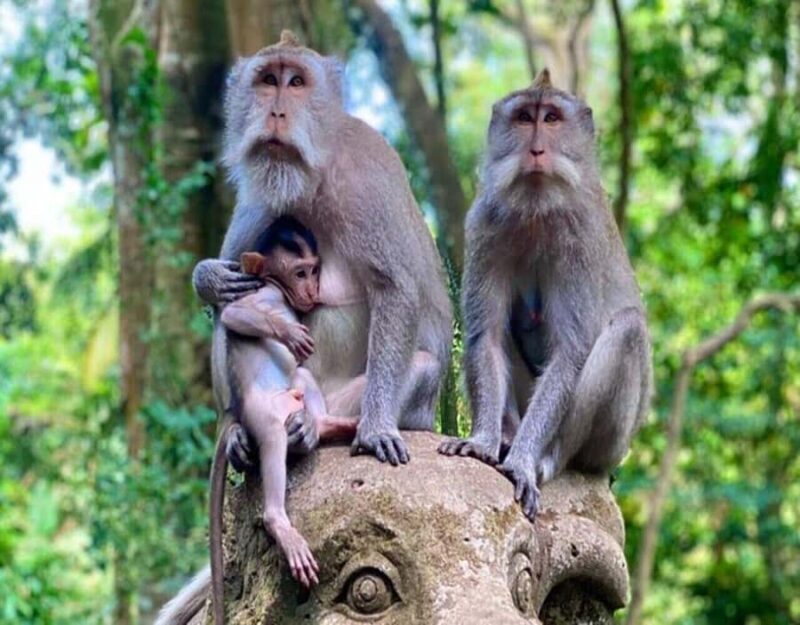 Ubud Monkey Forest, Temple, Rice Terraces, Hidden Waterfall - Key Points