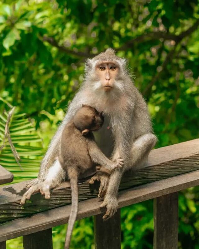 Ubud Monkey Forest, Temple, Rice Terraces, Hidden Waterfall - Transport, Guides, and Value