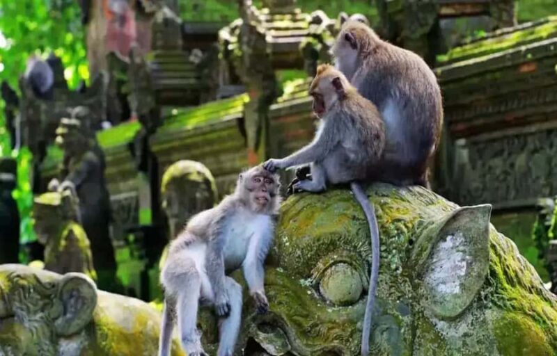 Ubud Monkey Forest, Temple, Rice Terraces, Hidden Waterfall - FAQ