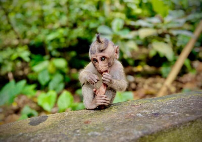 Ubud: Monkey Forest Tour - Macaques, Temples & Bridges - Key Points