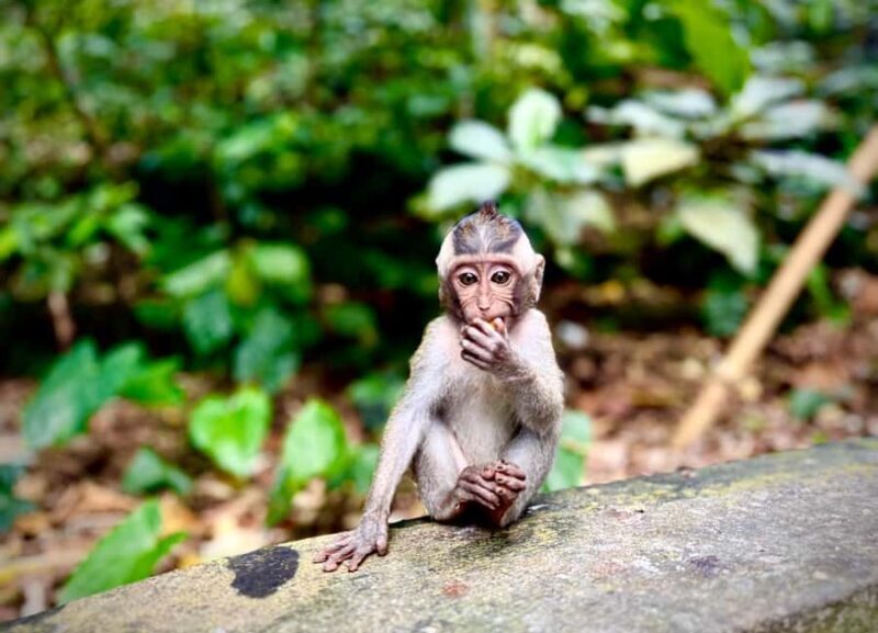 Ubud: Monkey Forest Tour - Macaques, Temples & Bridges - FAQ