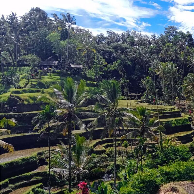Ubud: Monkey Forest with North of Ubud and Happy Swings - Final Thoughts