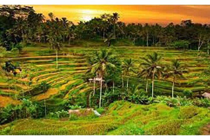 Ubud Natural Scenery with Swing - Who Is This Tour Best For?