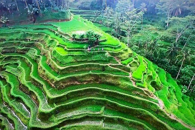 Ubud Nature Tours including Culture, Arts, Temple, Volcano, Rice field & Shows - An In-Depth Look at the Bali Experience