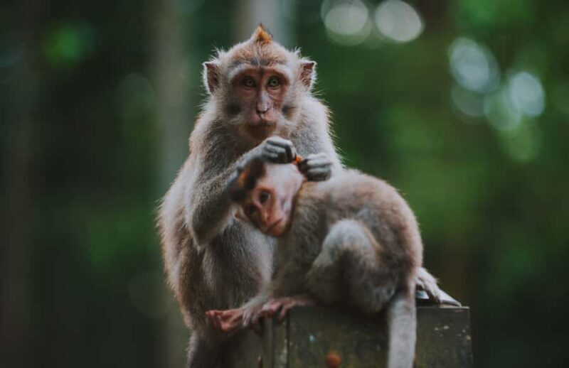 Ubud: Private All-Inclusive Tour with Lunch - Final Thoughts