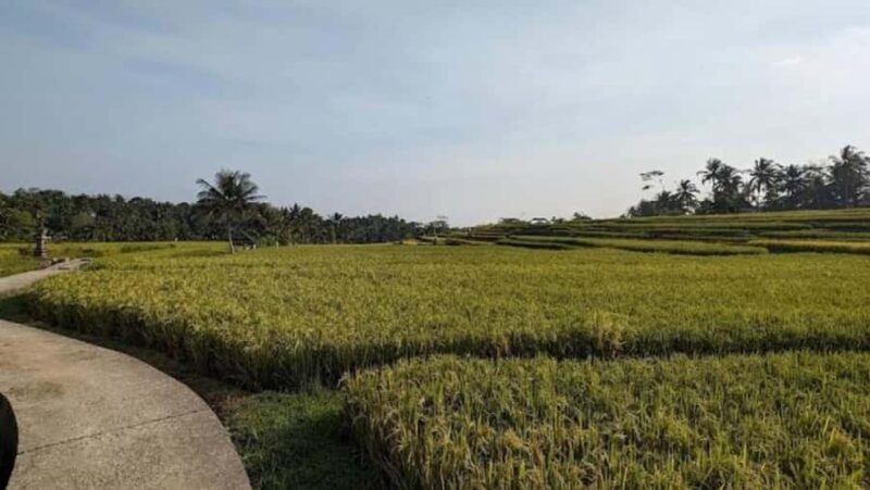 Ubud: Private Fullday Tour with Flexible Itenarary - Pricing and Value