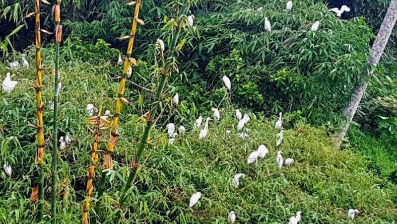 Ubud: Private Fullday Tour with Flexible Itenarary - FAQ