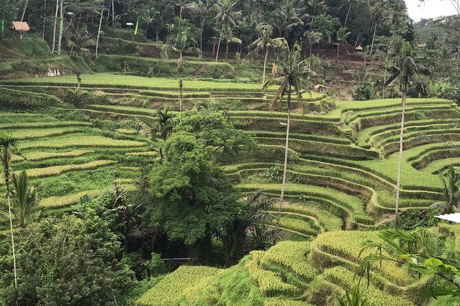 Ubud Private Tour - Best Of Ubud - All Inclusive - Price and Value for Money