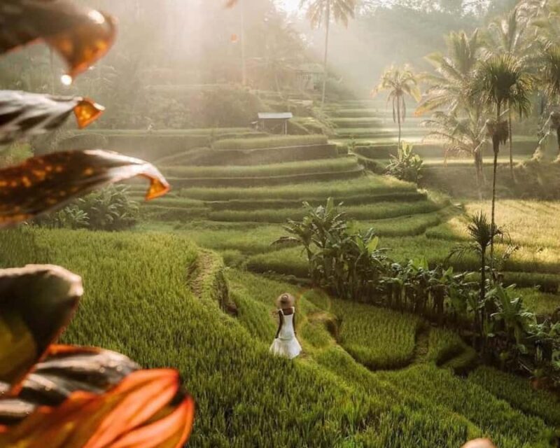 Ubud: Private Tour of Temples, Waterfalls & Rice Terraces - An In-Depth Look at the Tour