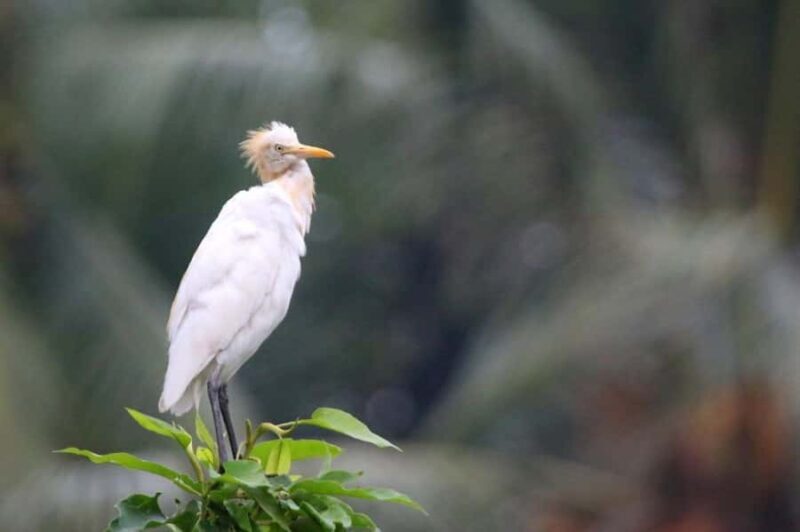 Ubud: Private Tour with Gunung Kawi Temple & Waterfall - The Core of the Experience